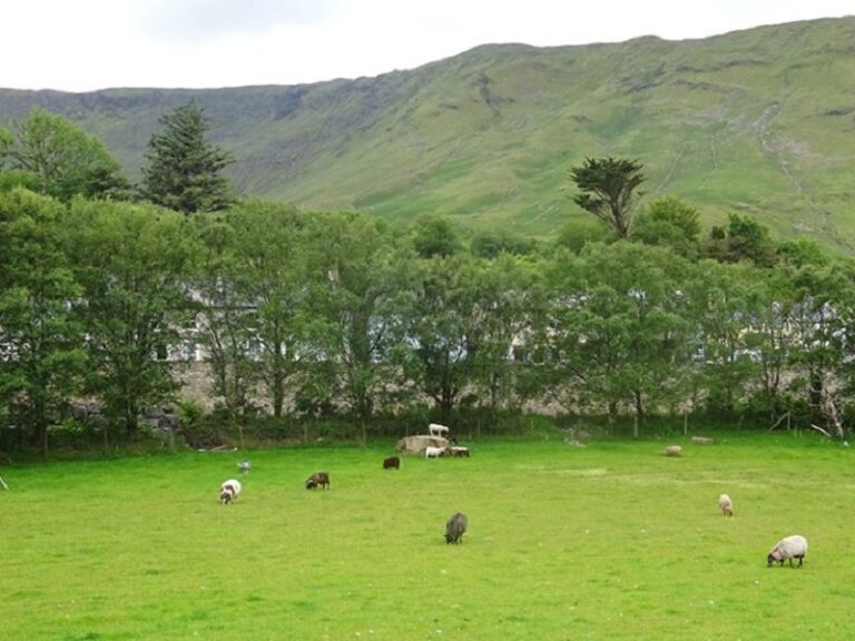 The Sheep And Wool Centre – The Quay House Bed & Breakfast Clifden